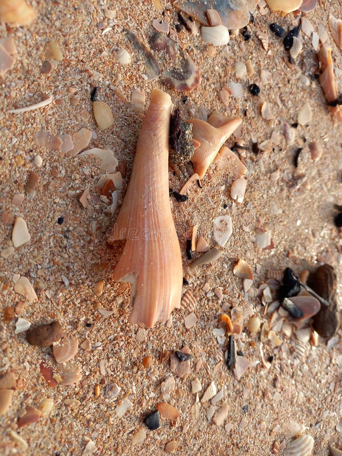 Broken Shells on and Natural Beach Sand Shells Stock Image - Image of ...