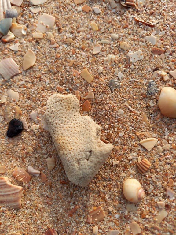 Broken Shells on and Natural Beach Sand Shells Stock Image - Image of ...