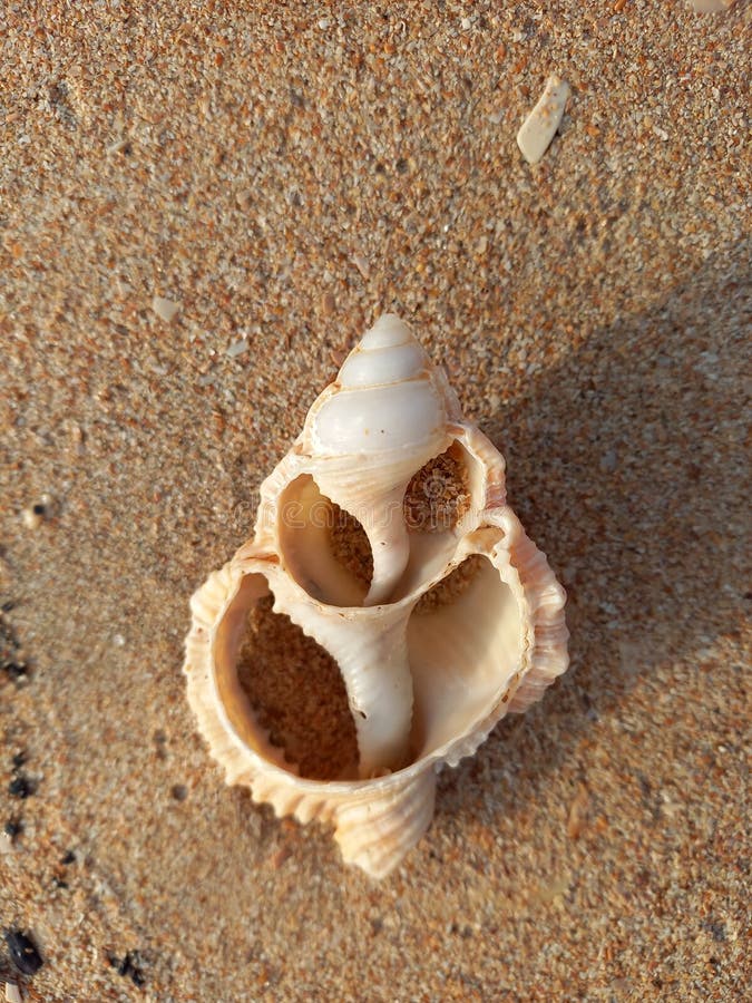 Broken Shells on and Natural Beach Sand Shells Stock Photo - Image of ...