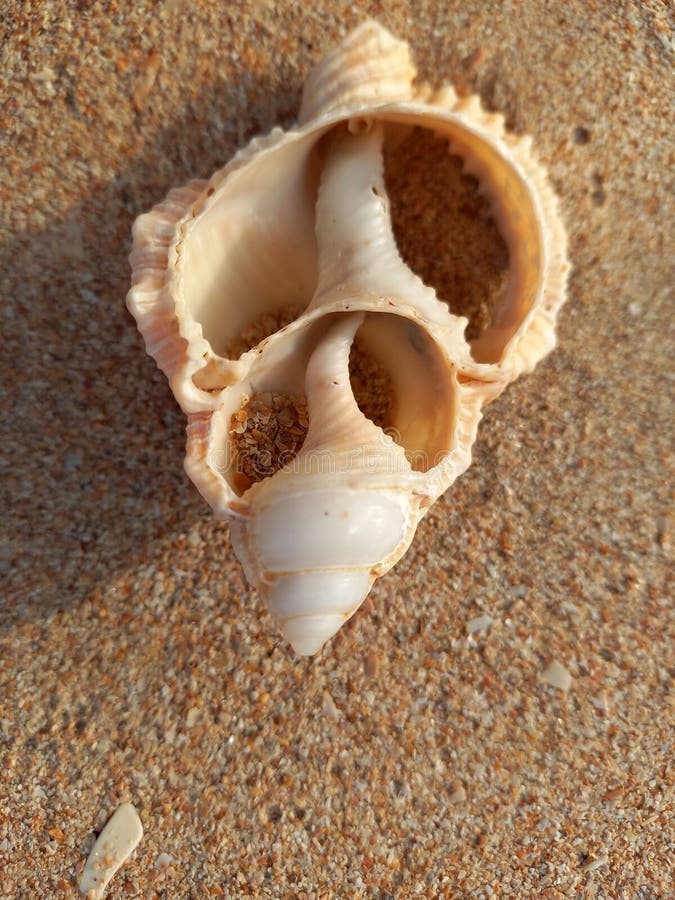 Broken Shells on and Natural Beach Sand Shells Stock Image - Image of ...