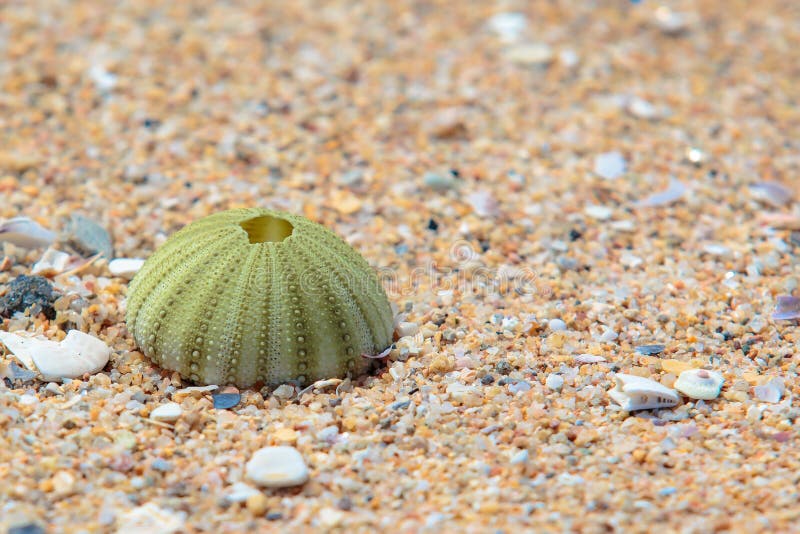 Smooth conch seashell stock image. Image of travel, beach - 13630953