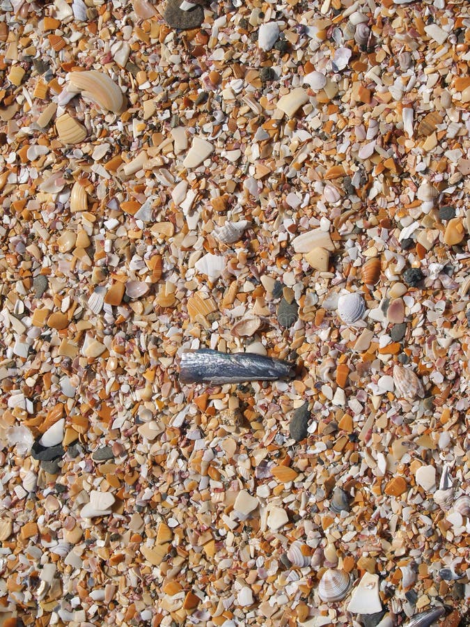 1,333 Broken Shells Beach Stock Photos - Free & Royalty-Free Stock ...
