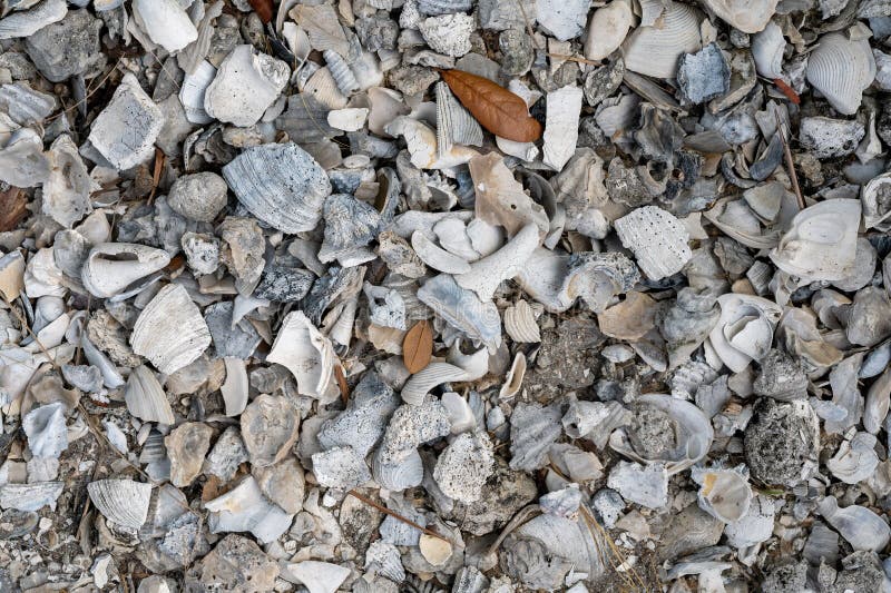 Broken Shells on a Florida Beach Crushed Stock Photo - Image of florida ...