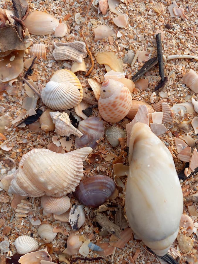 Broken Shells on and Natural Beach Sand Shells Stock Image - Image of ...