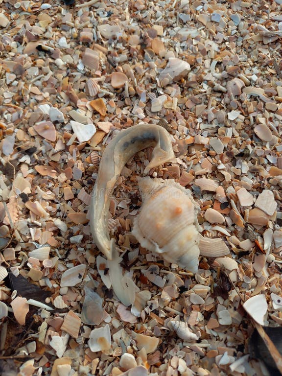 Broken Shells on and Natural Beach Sand Shells Stock Image - Image of ...