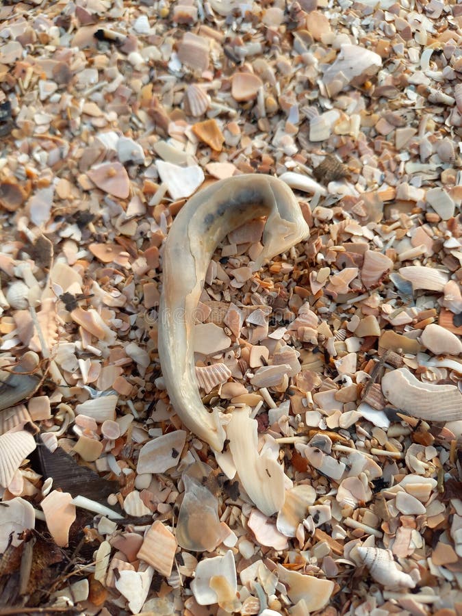 Broken Shells on and Natural Beach Sand Shells Stock Image - Image of ...