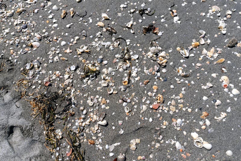 Broken Shells and Pebbles Can Sometimes Hide Sharks Teeth on the Beach ...