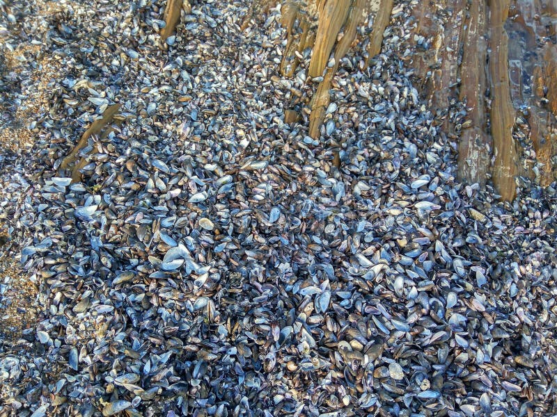 Broken shells stock image. Image of rocks, landscape - 165245143