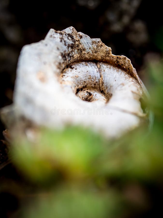 Broken White Snail Shell with Blurry Green Foreground Stock Photo ...