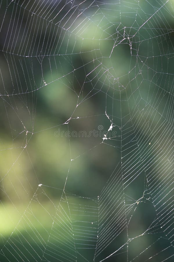 Broken Spider web stock image. Image of network, design - 43353553