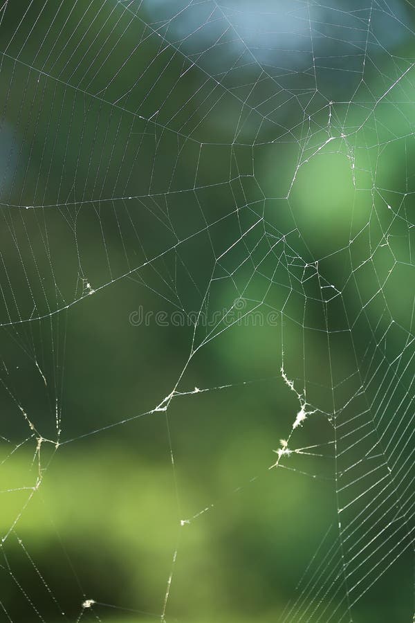 Broken Spider web stock image. Image of detail, network - 43353585
