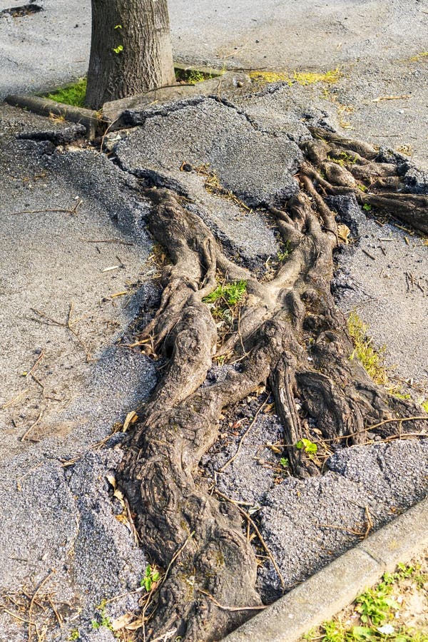 Broken Sprouted Tree Roots Asphalt Road Stock Photo - Image of rough ...