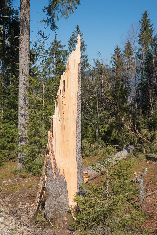 Broken Spruce after a Heavy Storm Stock Image - Image of forest, harm ...