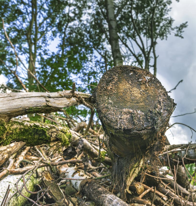 Broken Sticks and Logs in Forest from Deforestation . Forestry Trees ...