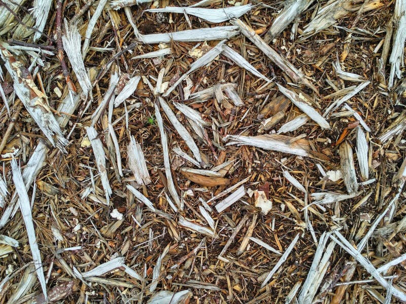 Broken Sticks and Logs in Forest from Deforestation . Forestry Trees ...