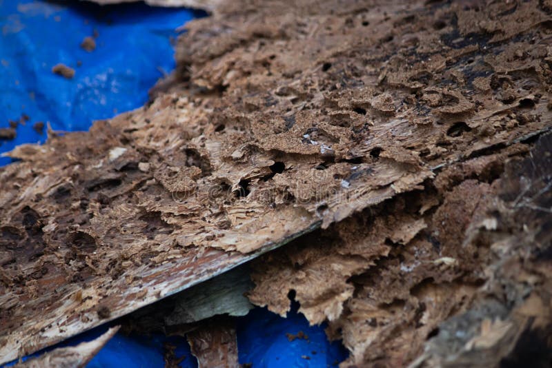 Broken Stripped Siding with Termite Damage and Texture Stock Image ...