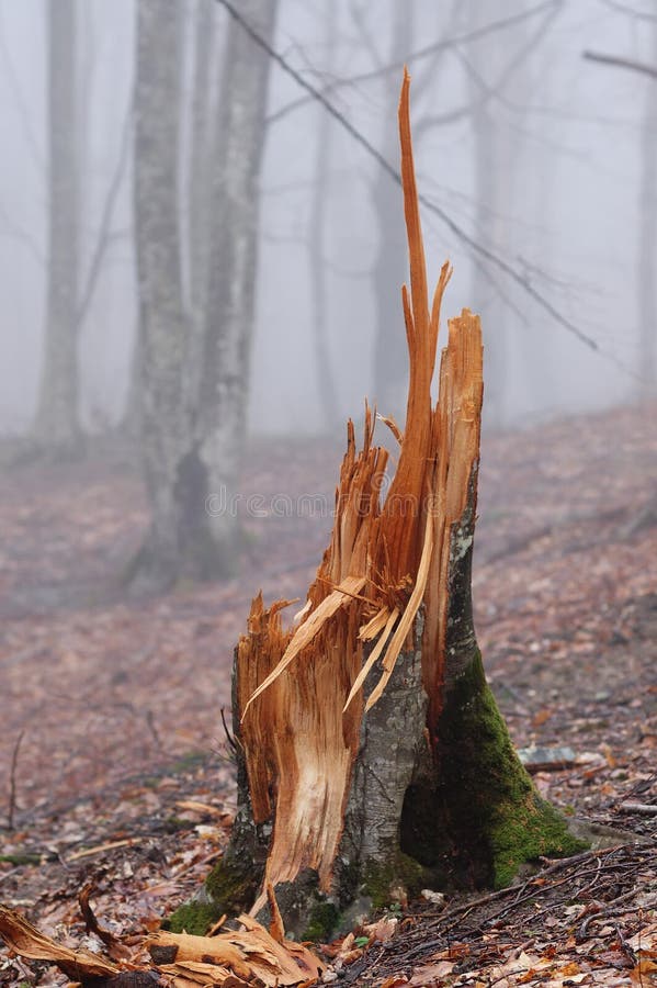Old stump in misty forest stock photo. Image of broken - 30181990