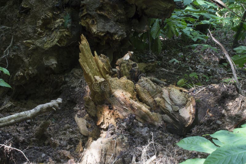 Broken stump detail stock photo. Image of detail, decay - 120071338