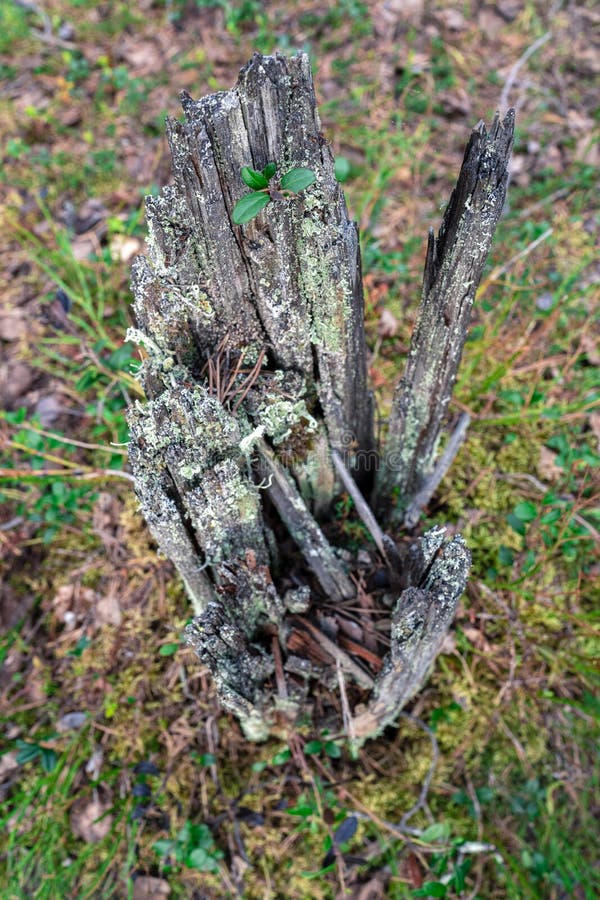 Broken Stump in Front of Trees in the Taiga. Green Background. Stock ...