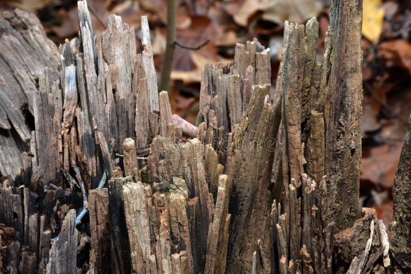 Broken stump detail stock image. Image of tree, detail - 105552645