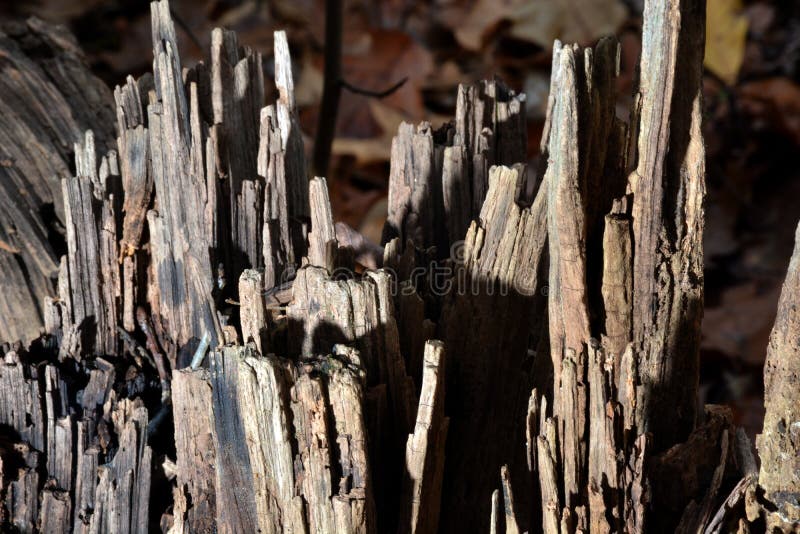 Broken stump detail stock image. Image of woods, covered - 105552867