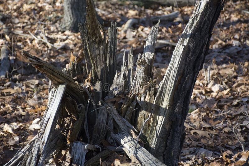 Broken Stumps on Forest Floor Stock Photo - Image of nature, decaying ...
