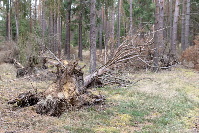 543 Broken Stumps Stock Photos - Free & Royalty-Free Stock Photos from ...