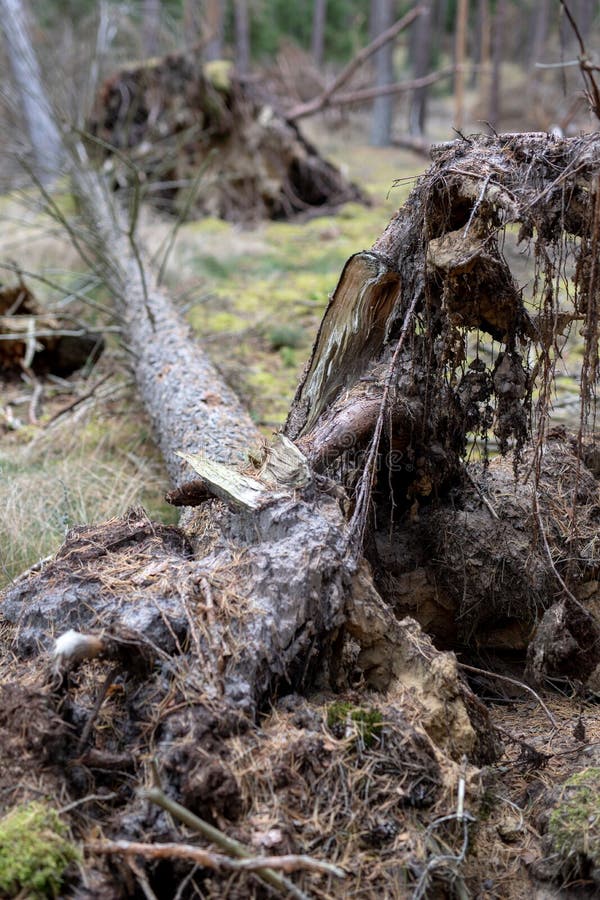 483 Broken Stumps Stock Photos - Free & Royalty-Free Stock Photos from ...