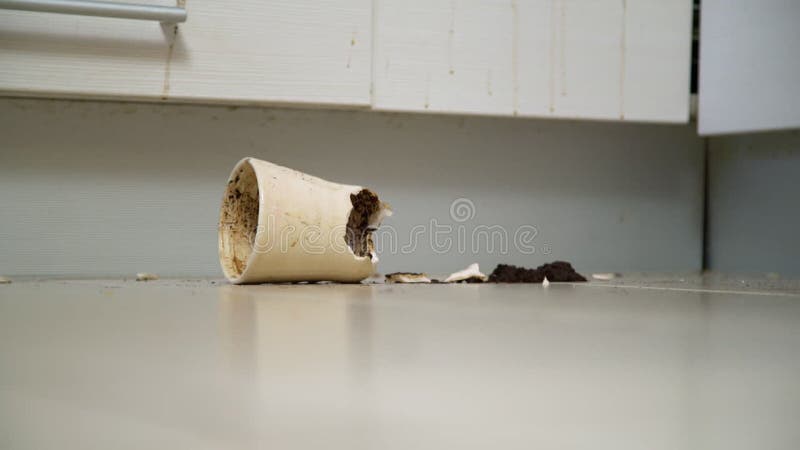 Broken Tea Cup Laying on the Kitchen Floor, Smashed Coffee Mug and ...