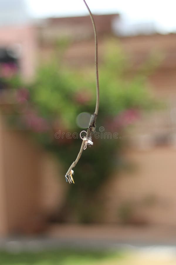 Broken Telephone Wire with the Wires Hanging Out Stock Image - Image of ...
