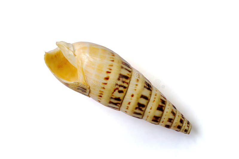 333 Broken Conch Shell Stock Photos - Free & Royalty-Free Stock Photos ...