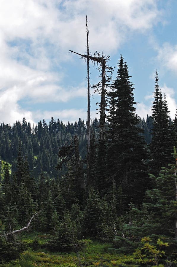 Branchless Tree Pointing Skywards Stock Image - Image of jack, story ...