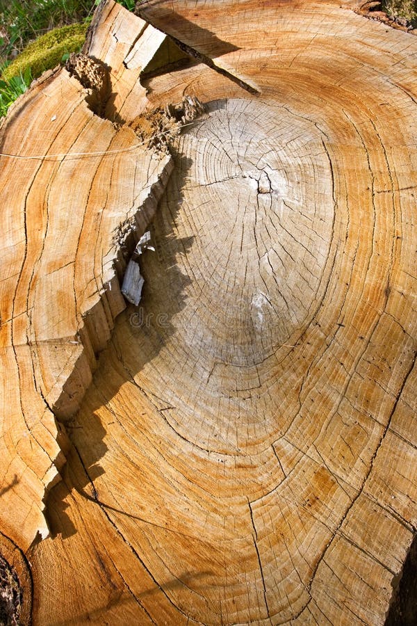 A broken tree stock photo. Image of cracked, fall, environment - 13486560