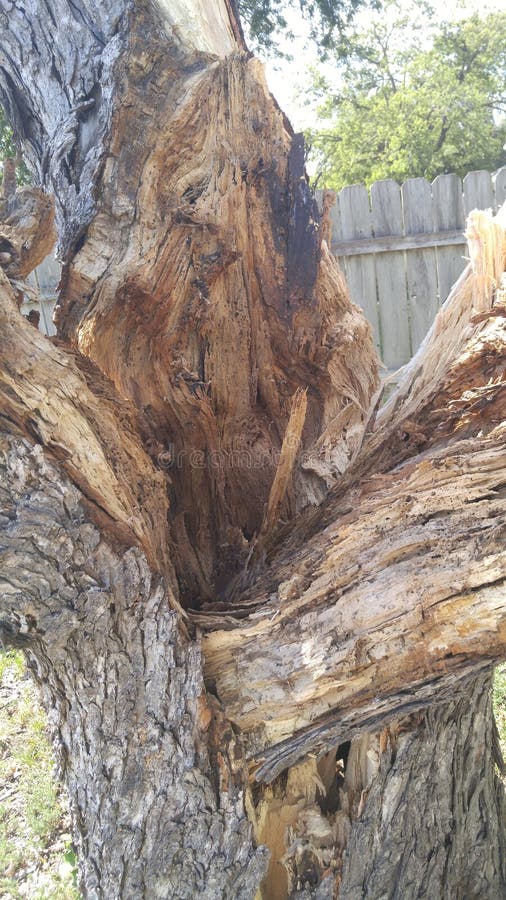 A broken tree! stock image. Image of broken, tree, fell - 139896045