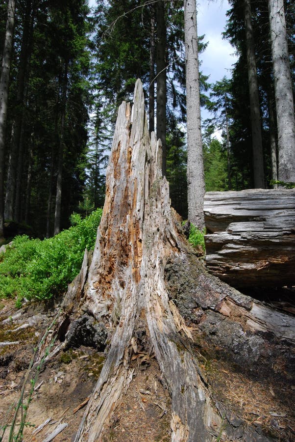 Broken Tree stock image. Image of destroy, dead, wood - 14753255