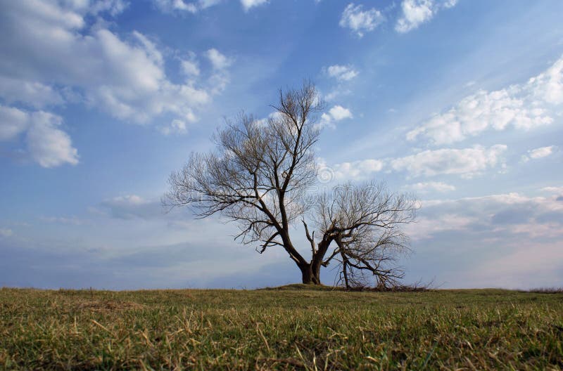 A broken tree in half. stock image. Image of agriculture - 94557107