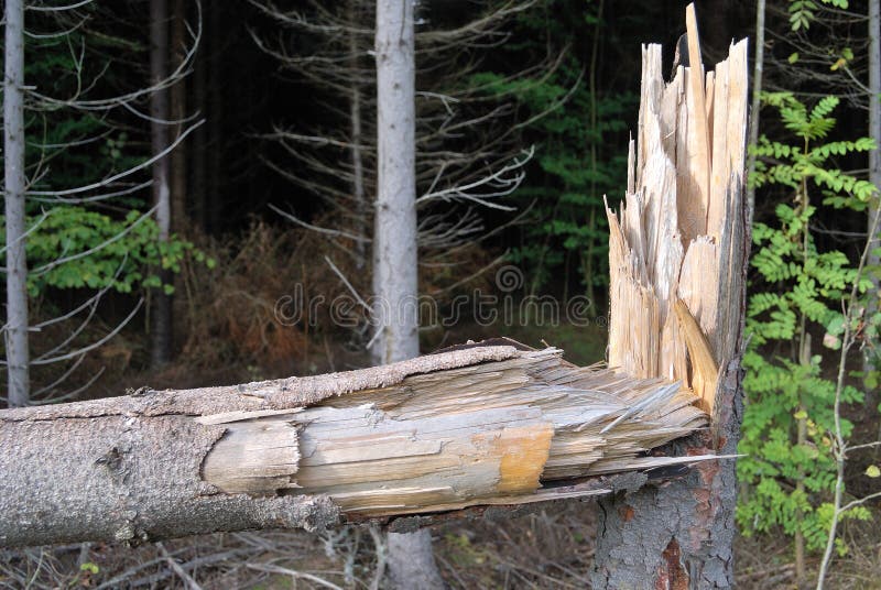 The broken tree stock photo. Image of structure, hurricane - 17473460