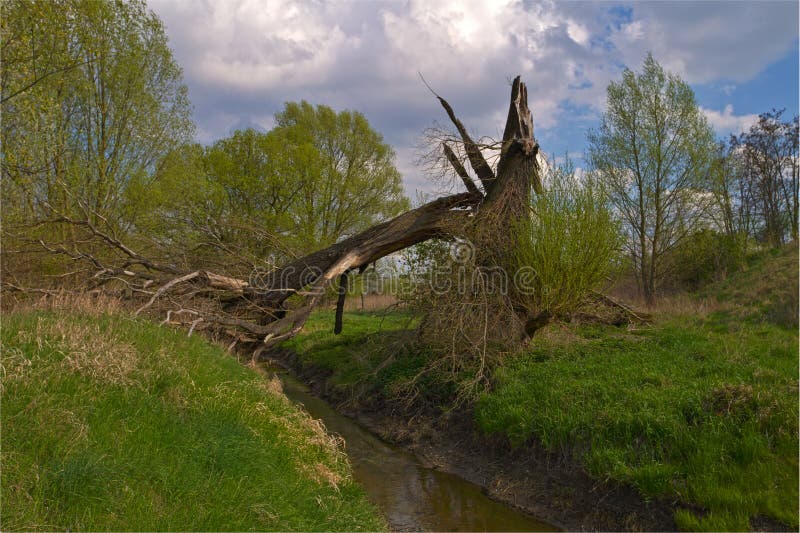 Broken Tree stock image. Image of bushes, little, clouds - 24942931