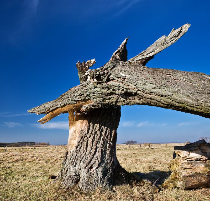 Broken tree stock photo. Image of nature, outside, countryside - 4256952