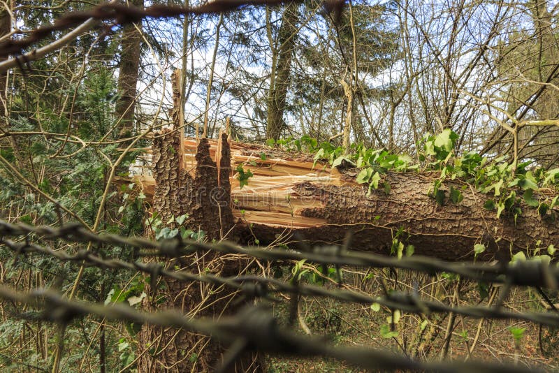 Broken Tree stock photo. Image of tree, storm, nature - 52154356