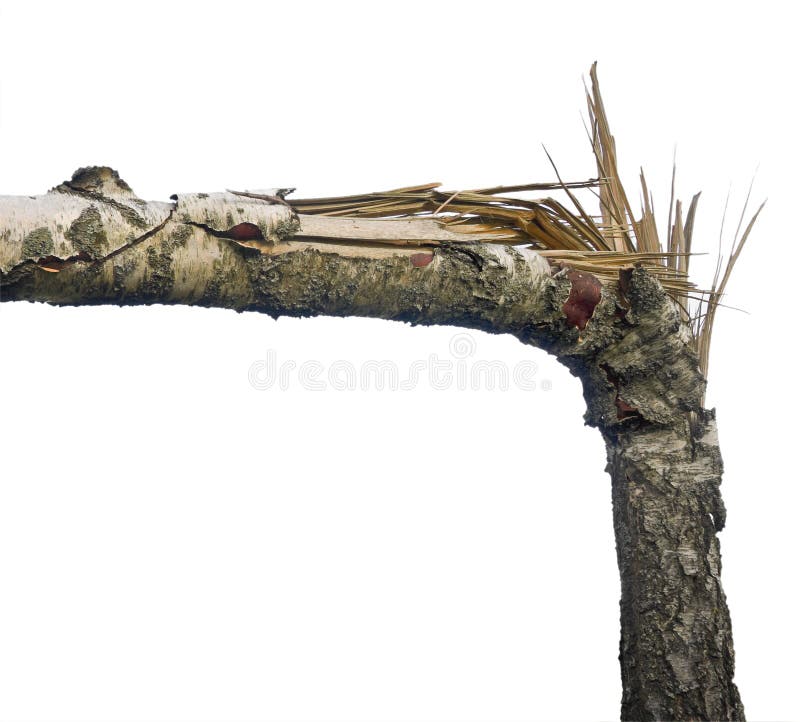 Broken tree stock image. Image of tree, plant, birch, white - 7225019
