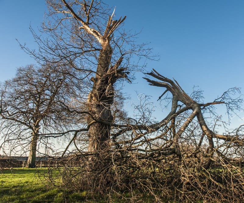 Broken Tree stock photo. Image of wood, disaster, countryside - 31564998