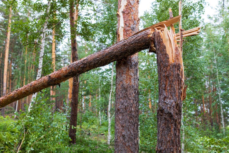 Broken Tree As a Result of a Storm Stock Image - Image of broken, wood ...