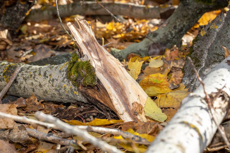 Broken Tree in the Autumn Forest. Consequences of a Storm or Hurricane ...
