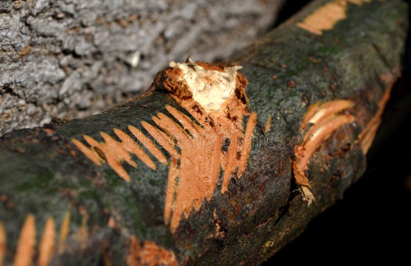 Broken tree bark texture stock photo. Image of broken - 44951774