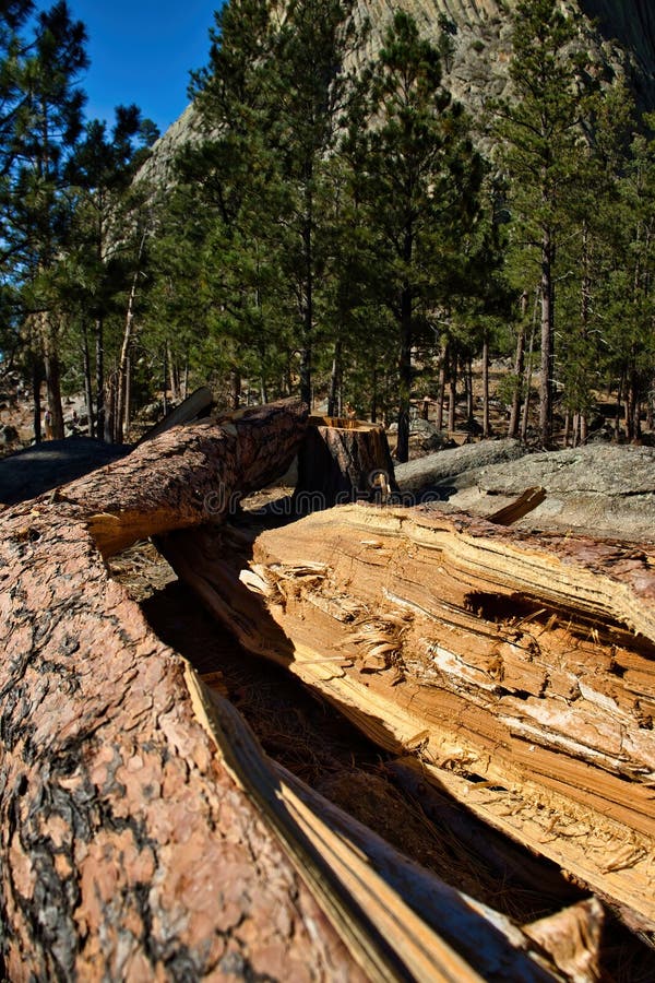Broken Tree at the Base of Devil S Tower Stock Image - Image of terrain ...
