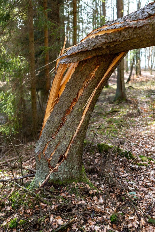 A Broken Tree during a Big Storm. Broken Spruce in the Forest Stock ...