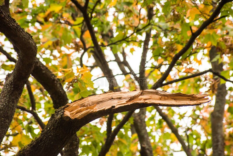 Broken Tree Branch is on a Background of Yellow Crowns Stock Image ...
