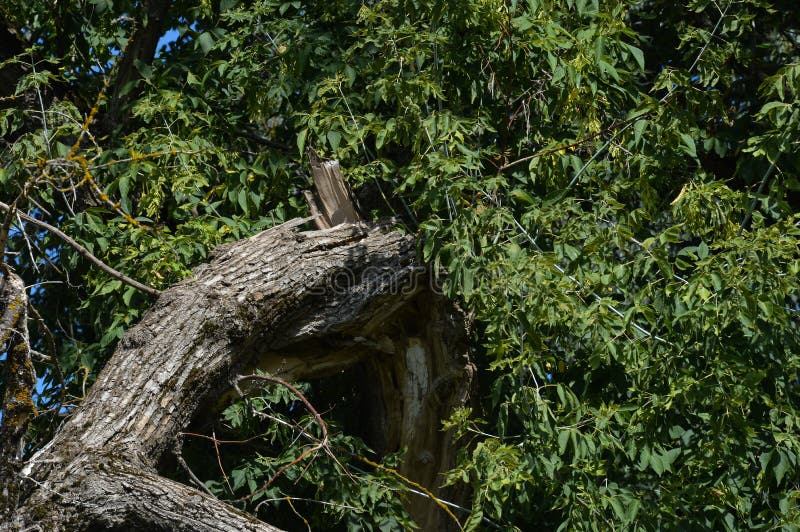A Broken Tree Branch. the Bark of the Trunk. Background for the Design ...
