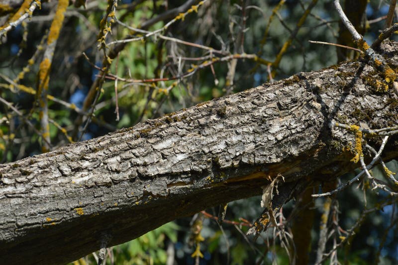 A Broken Tree Branch. the Bark of the Trunk. Background for the Design ...